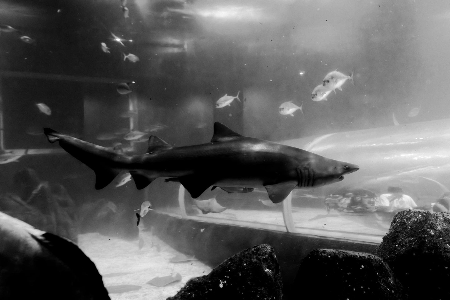 Naval Base Employee Severely Injured in Florida Shark Attack at St ...