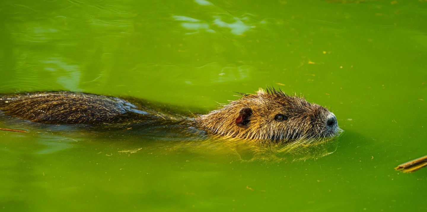Rare Beaver Sighting Delights Visitors at NYC’s Hudson River Park ...