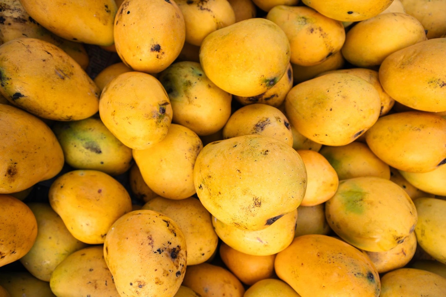 Philippine Mangoes Enter Canadian Market, Expanding Export Reach ...
