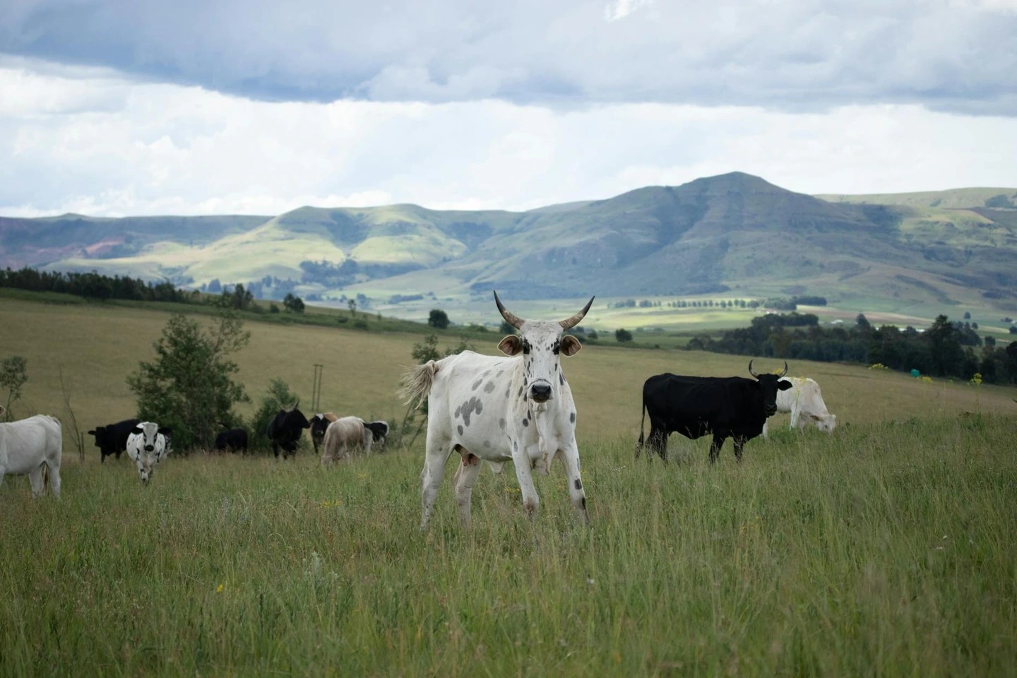 Mexican Cartels Expand Meth Operations to South African Farms | Mayors ...