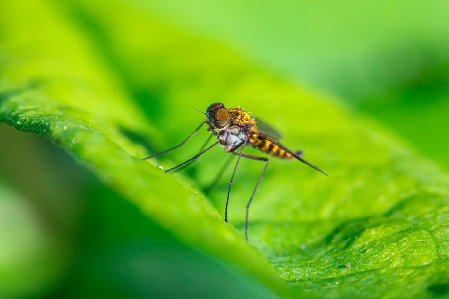 Dengue Cases Surge in Sri Lanka, Raising Concerns in High-Risk ...