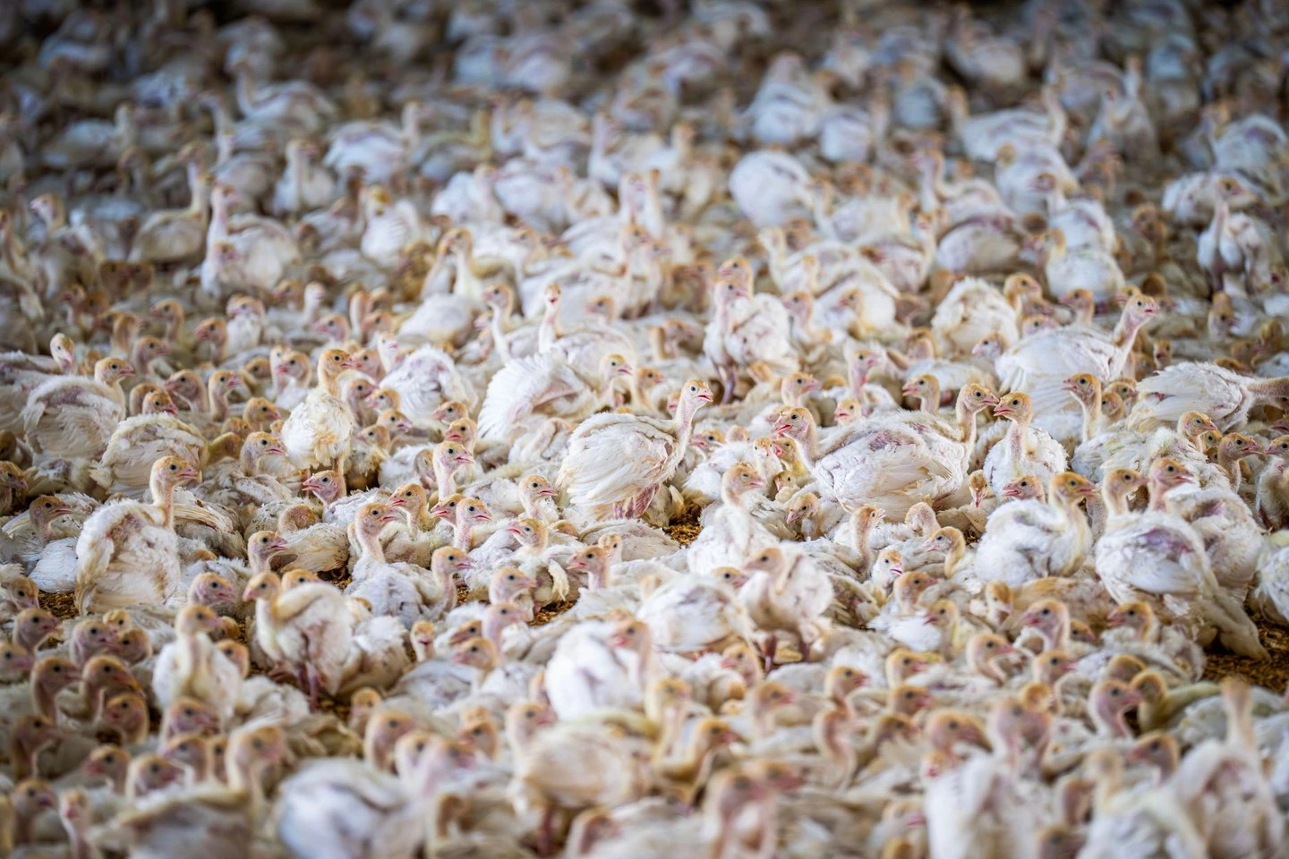 Australia's Largest Poultry Farm Shuts Down Amid Bird Flu Concerns ...