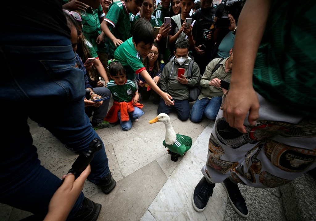 Mexico's Viral Duck Becomes Football Ambassador Amid World Cup Fever ...