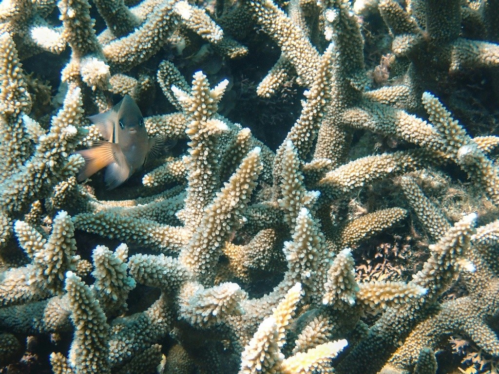 UN Report Warns of Deepening Ocean Crisis as Climate Pressures Rise ...